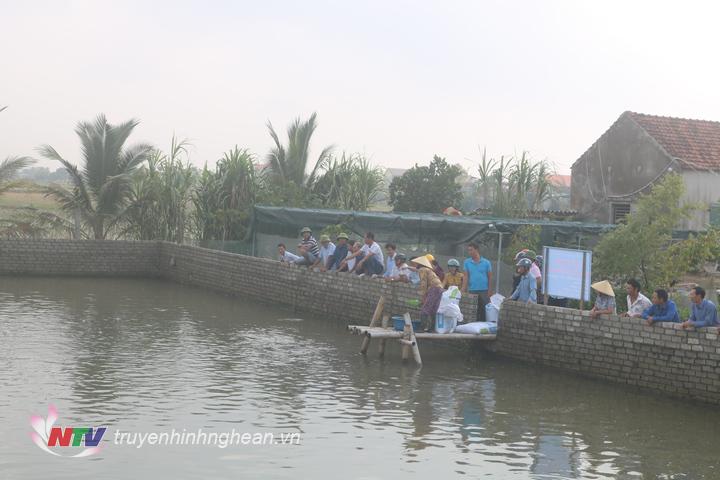 Nghệ An: Xây dựng mô hình nuôi cá lóc thâm canh mật độ cao gắn với bao ...