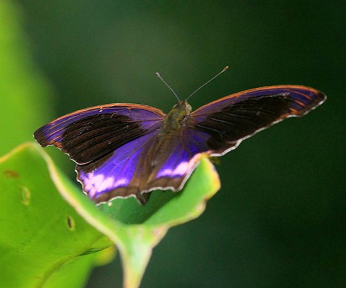 Những động vật "tím lịm" kỳ dị nhất Việt Nam