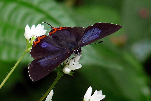 Những động vật "tím lịm" kỳ dị nhất Việt Nam