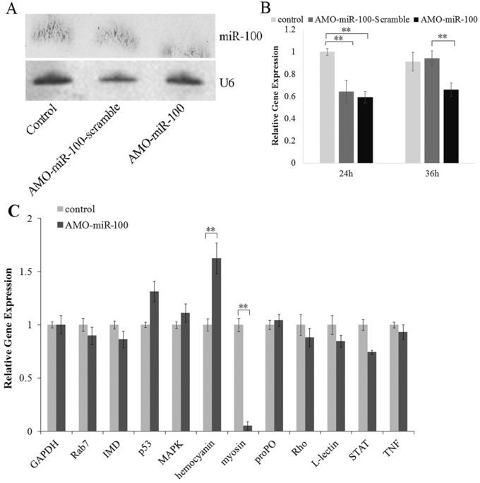 MiR-100 thúc đẩy phản ứng miễn dịch của tôm