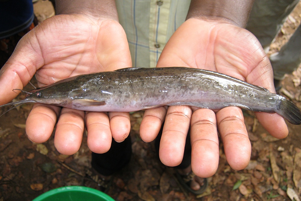 Sử dụng Probiotics đơn loài hiệu quả cho cá da trơn