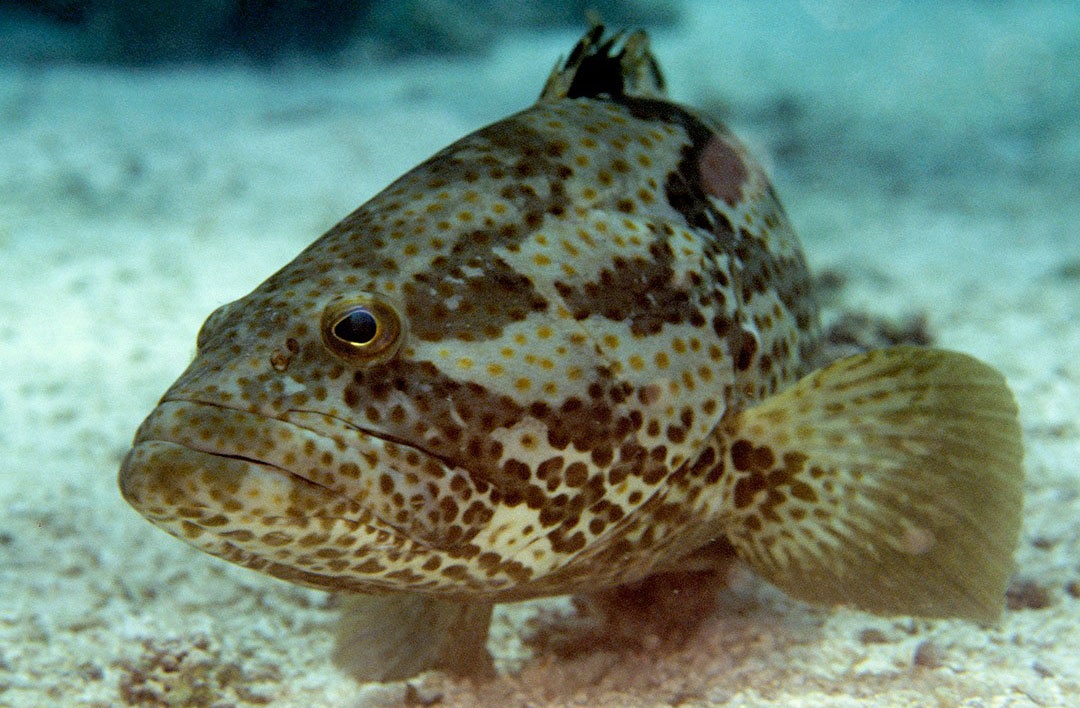 Kích thích miễn dịch cho cá mú