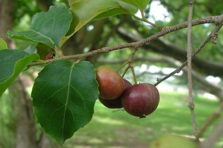Trồng trọt dưới tán rừng