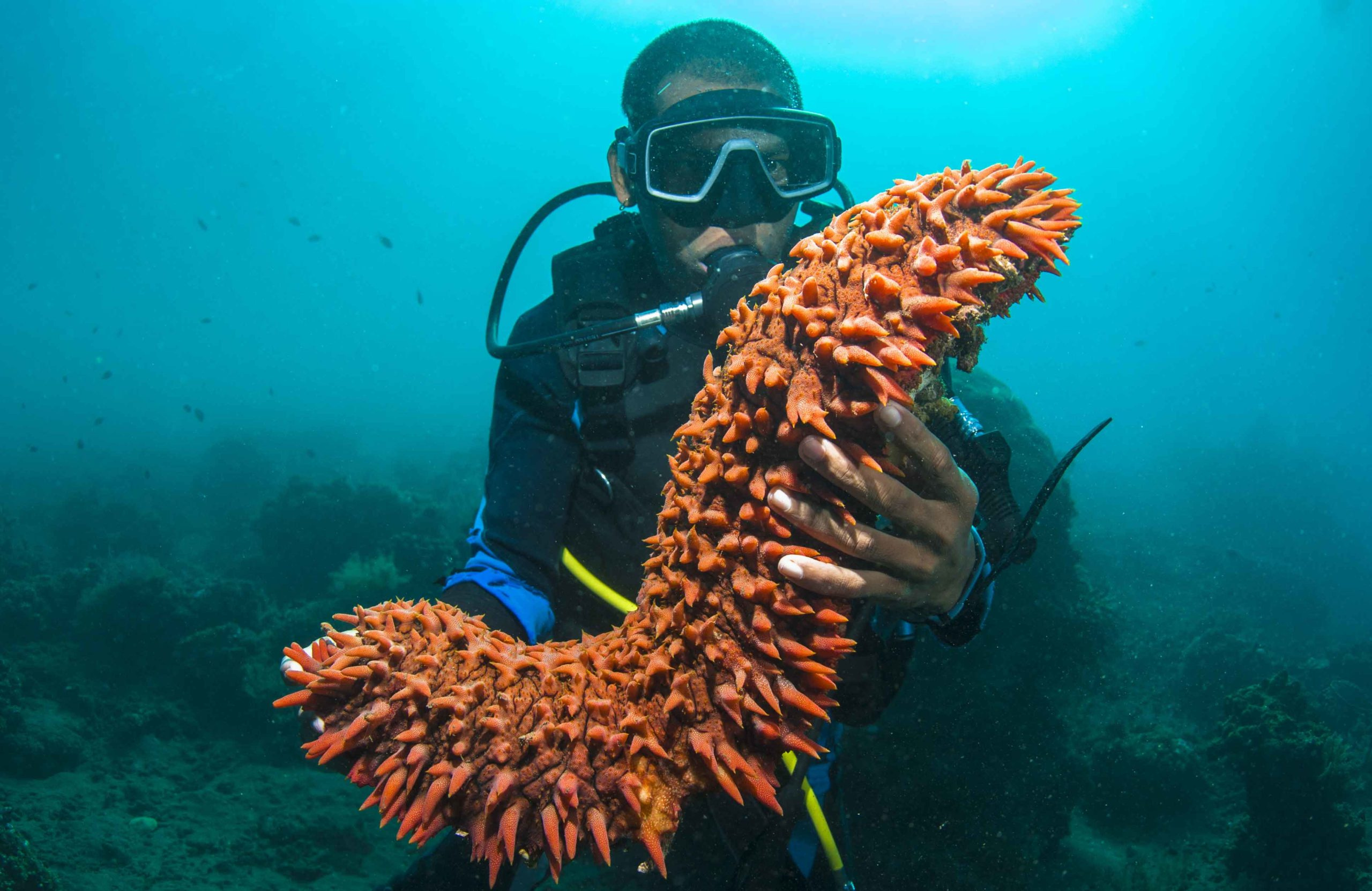 Phát hiện mới khi phân tích bộ gen của hải sâm