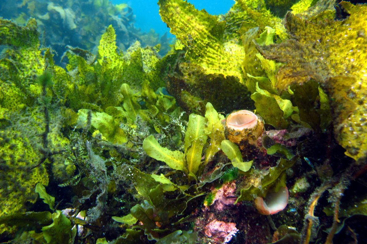 “Rừng đại dương” có tác động ra sao?