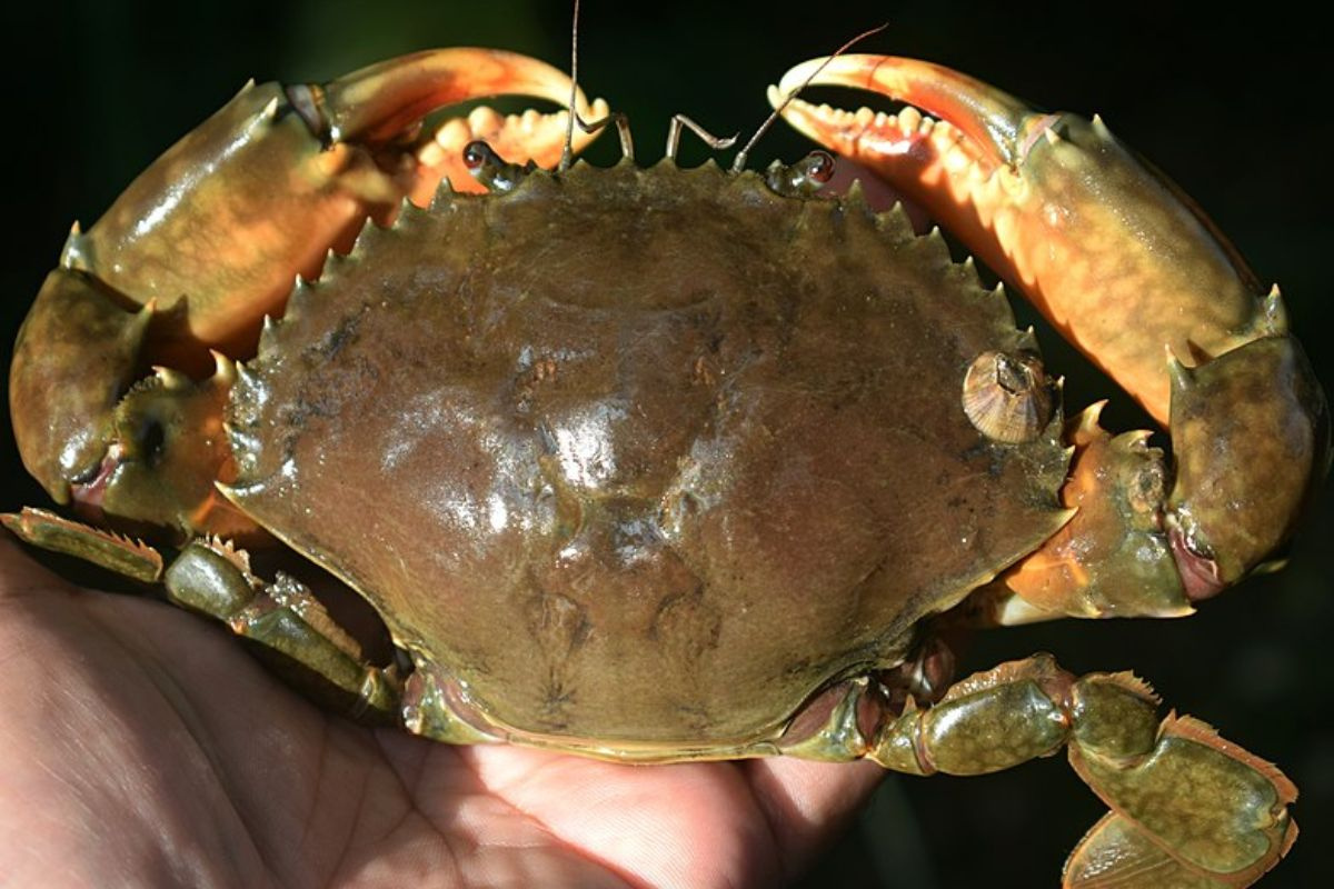 Tác nhân bệnh truyền nhiễm trên cua biển