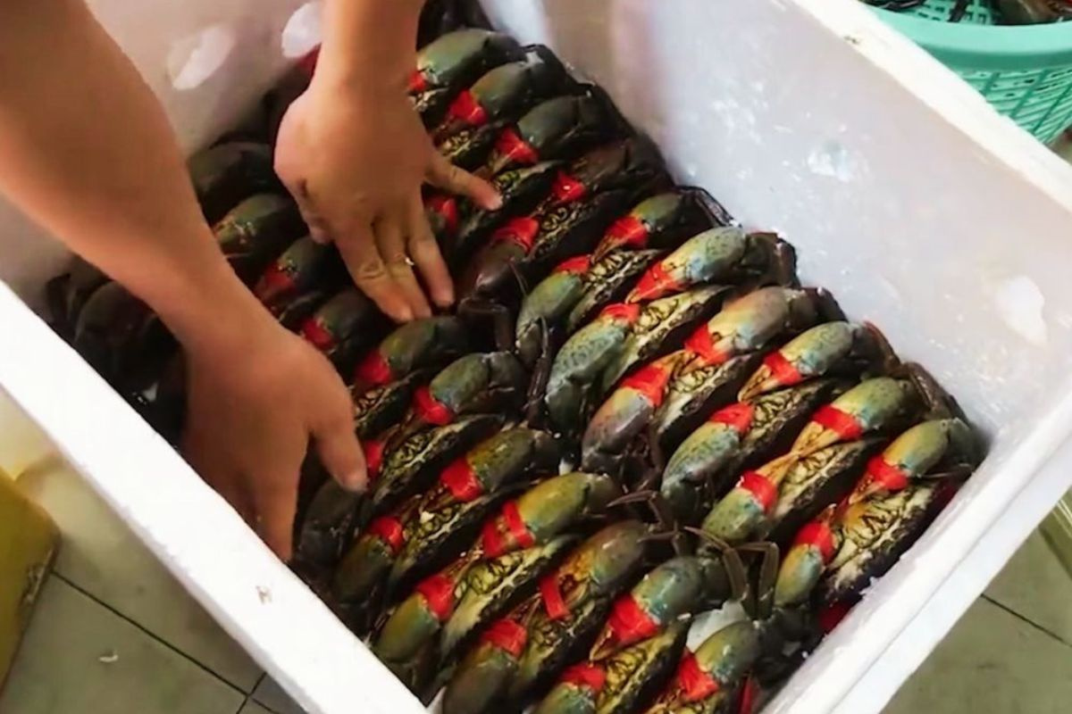 Giá tôm cua tăng gần gấp đôi so với năm ngoái