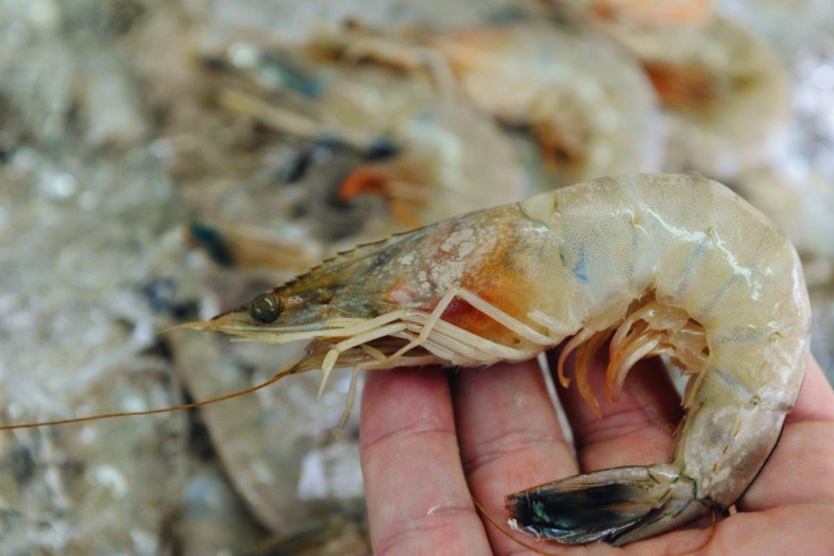 Tiềm năng vắc-xin phòng bệnh đốm trắng trên tôm