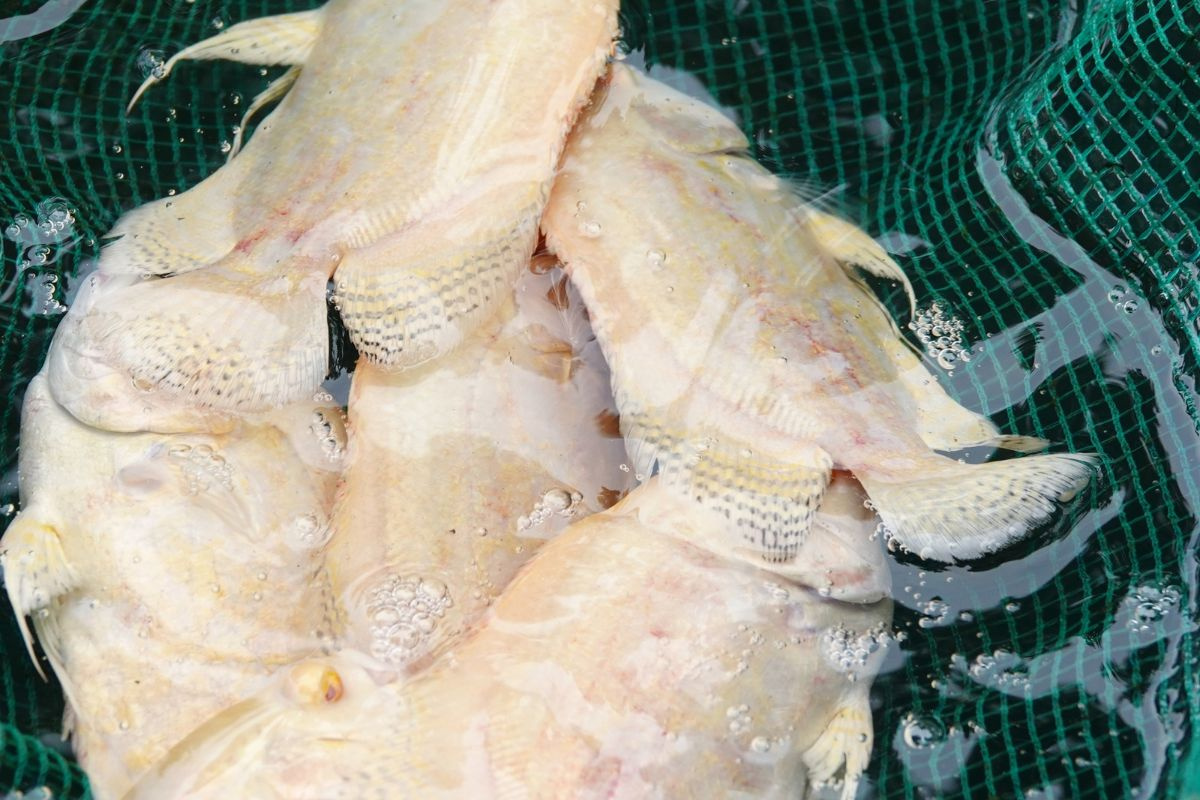 Nuôi cá cảnh săn mồi, chàng trai 9X thu hơn nửa tỷ đồng