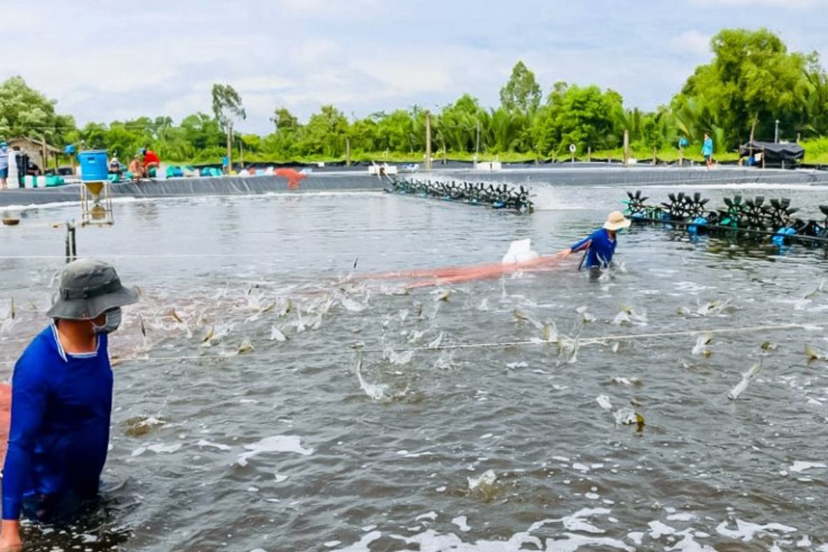 Nuôi tôm ở Cà Mau, giá cứ giảm từng ngày, có trúng mùa vẫn lỗ