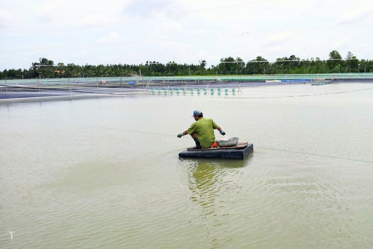 Bà con Sóc Trăng thành công từ nuôi tôm cỡ lớn