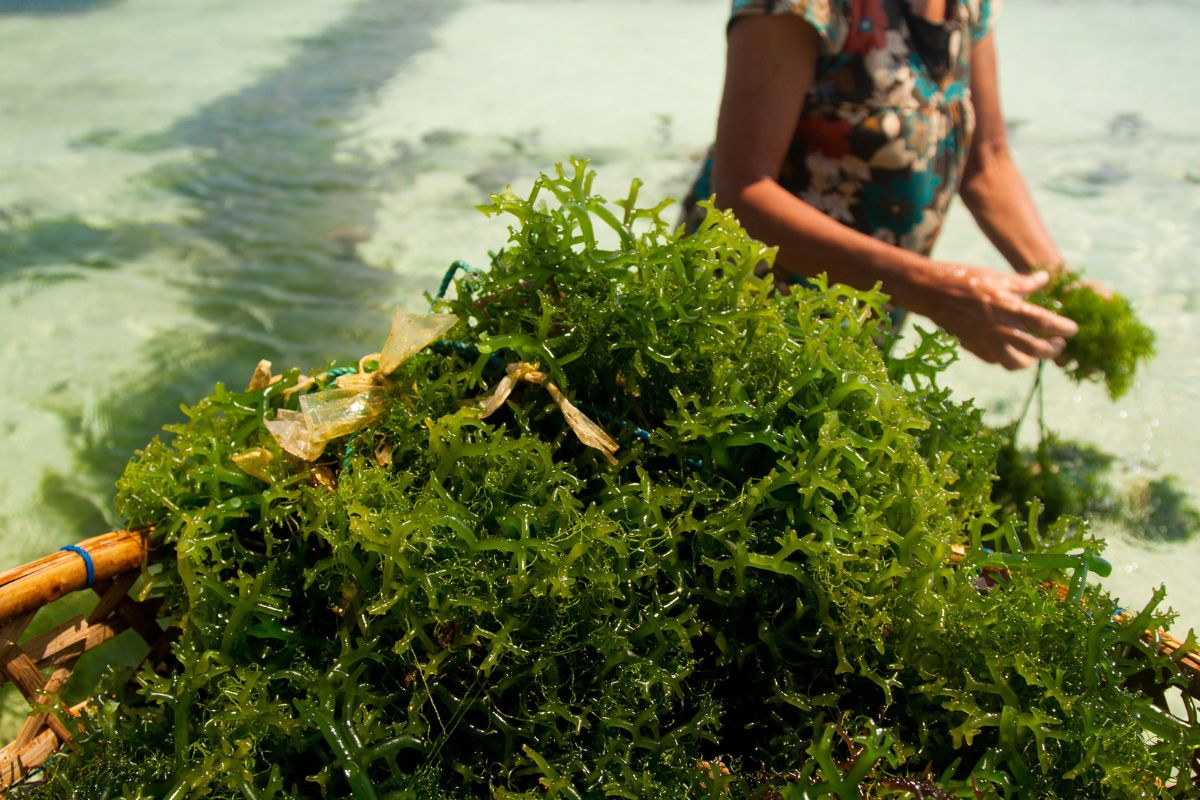 Rong sụn kích thích miễn dịch trên tôm thẻ chân trắng