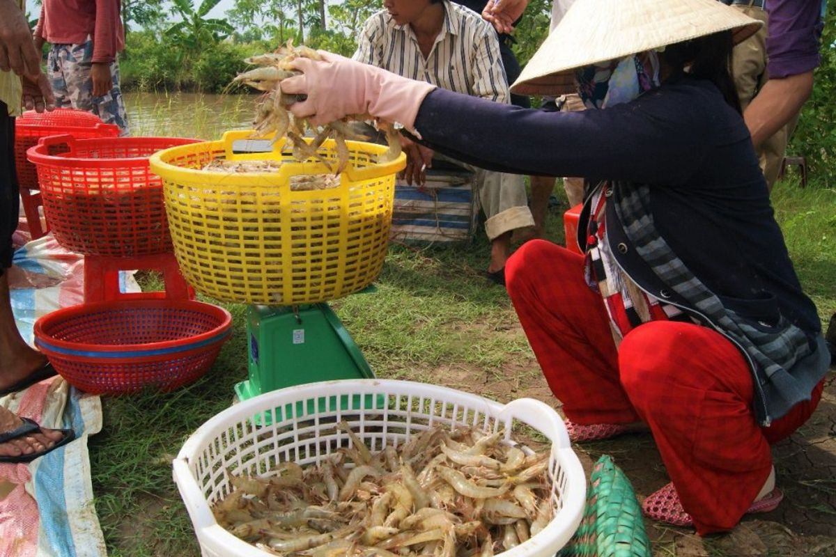 Giá tôm nguyên liệu tăng nhưng bà con nuôi tôm vẫn còn thấp thỏm - Tepbac