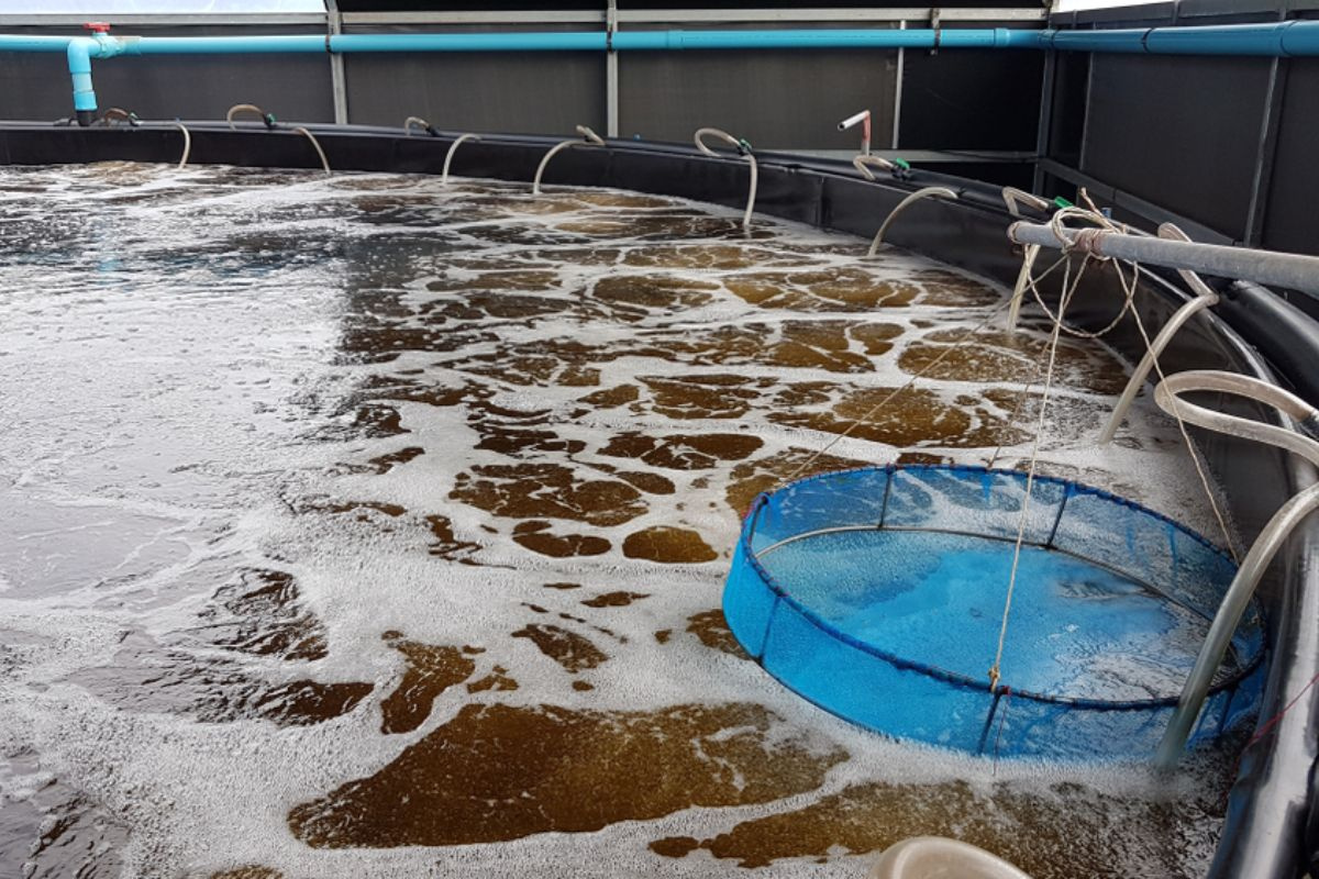 Thức ăn ảnh hưởng đến hương vị, kết cấu tôm như thế nào trong biofloc?