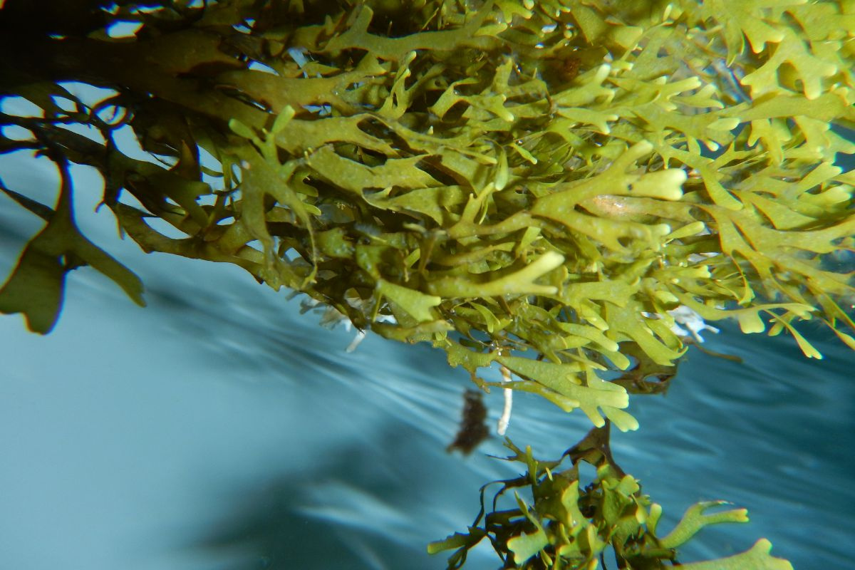 Cá mập trắng - Cá săn mồi lớn nhất thế giới có thể bạn chưa biết