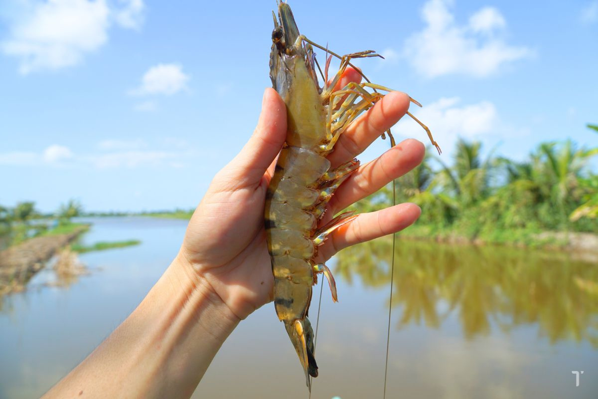 Vì sao tôm sú có sức cạnh tranh yếu hơn so với tôm thẻ?