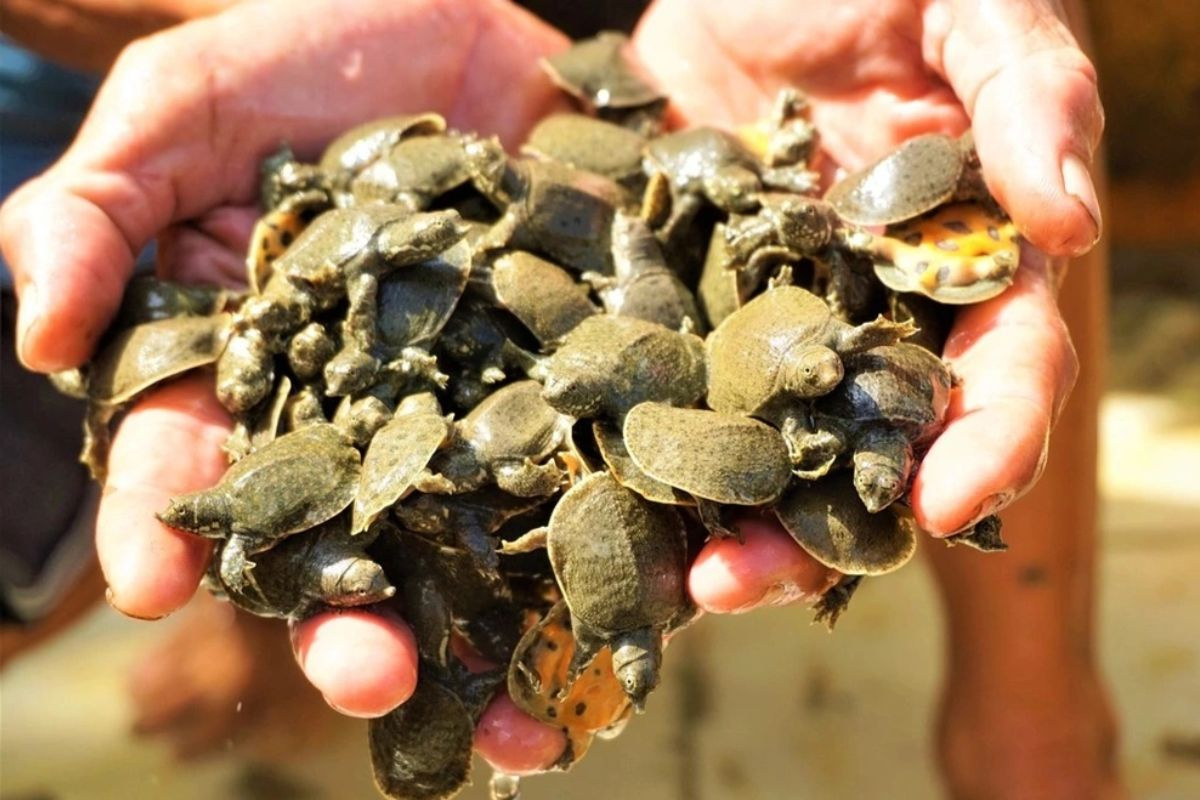 Bí quyết chăm sóc baba vào mùa đông