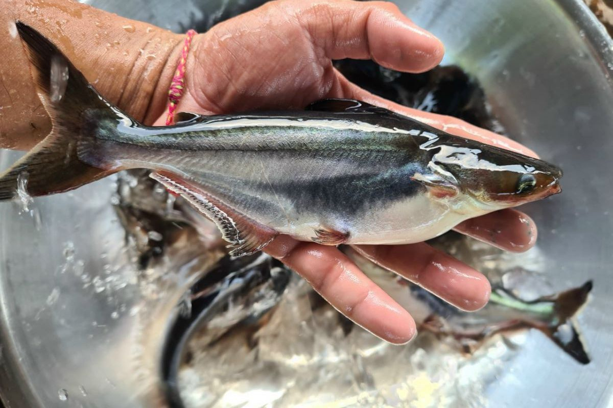 Nghiên cứu tình trạng cá tra không vây, không kỳ