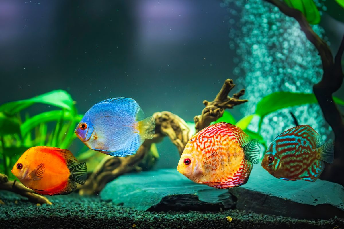 Những cách lựa chọn cá cảnh hợp phong thủy