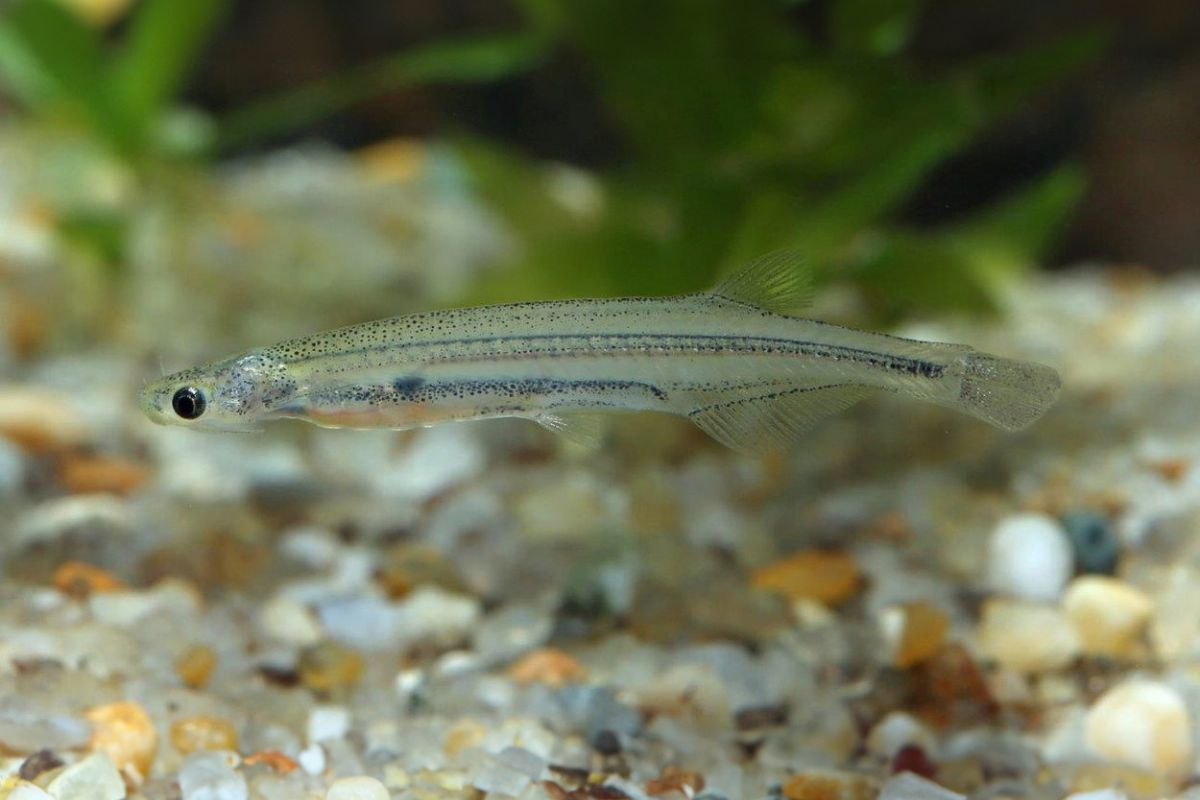 Câu được lươn vàng ở Long An