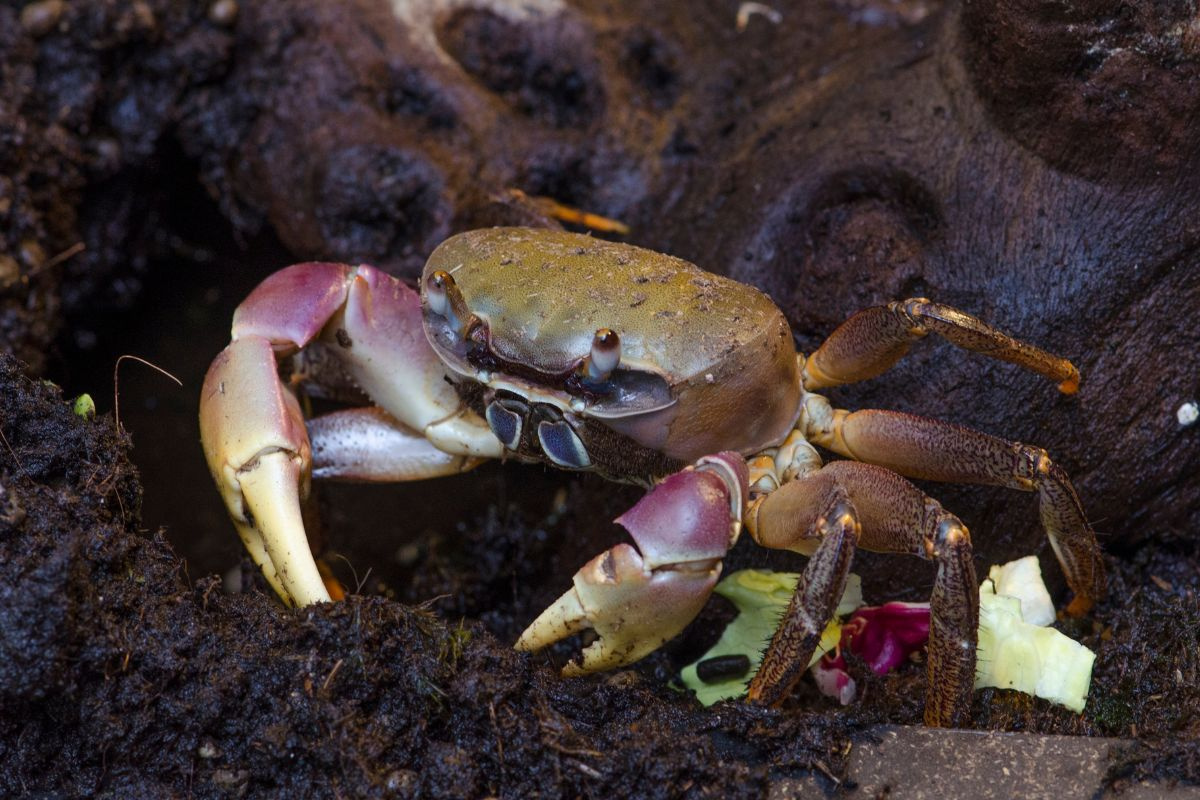 Cua xe tăng - Loài cua cạn lớn nhất Việt Nam