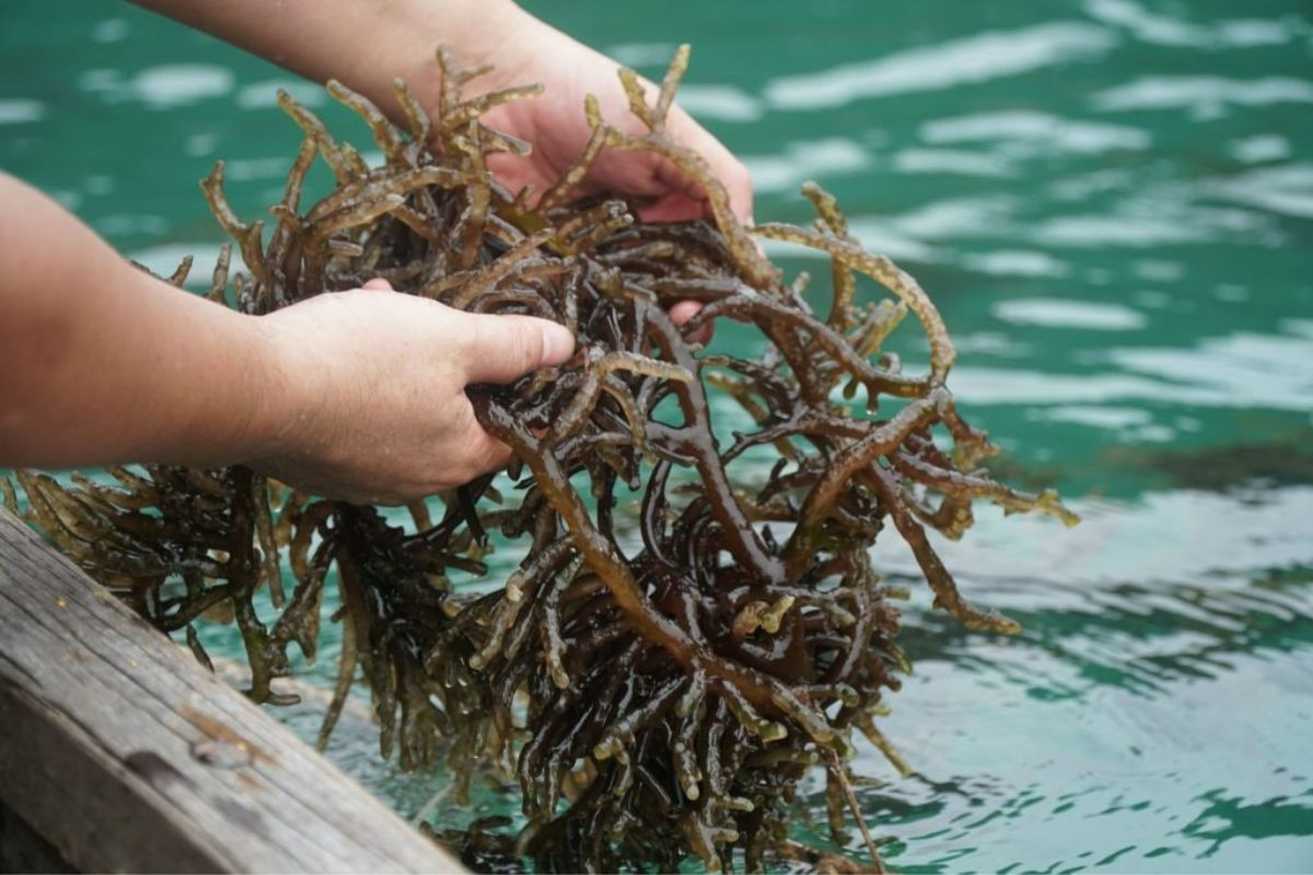 Rong biển hỗ trợ ngành thủy sản như thế nào?