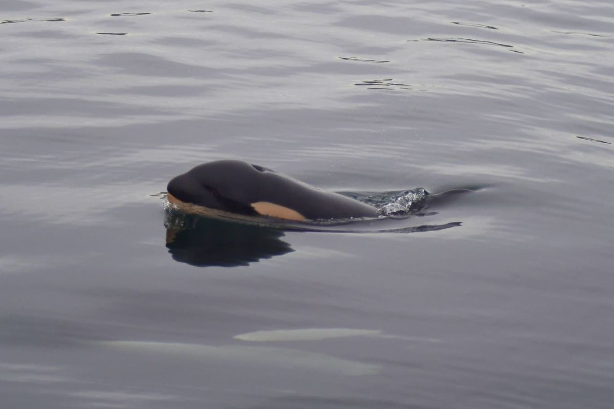 Thế giới thèm khát cá ngừ tuna Nhật Bản