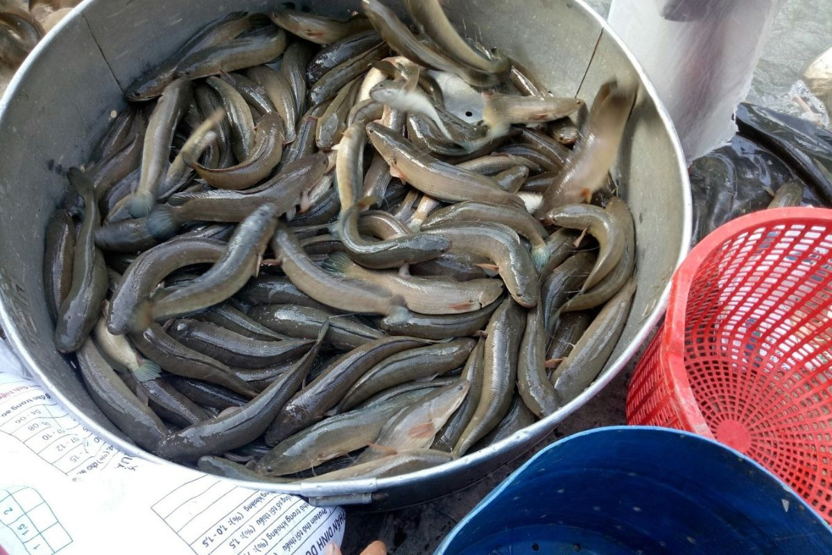 Lợi ích kinh tế và mô hình nuôi cá lóc hiệu quả cho nông dân