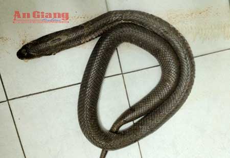 Lại thêm bệnh nhân bị rắn độc cắn