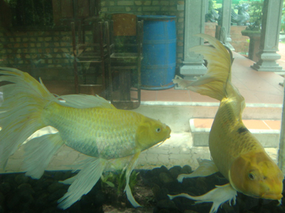 Cá chép Nhật Koishow vẫy vùng hội thi