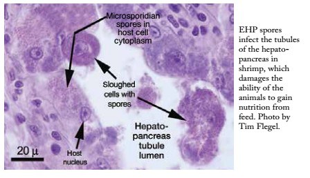 Làm thế nào để kiểm soát ký sinh trùng microsporidian trong trang trại ...