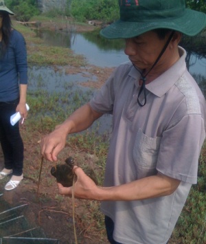 Bạc Liêu: Nuôi tôm - rừng theo hình thức Tổ hợp tác