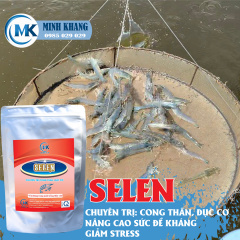 SELEN - ĐẶC TRỊ CONG THÂN, TĂNG CƯỜNG HỆ MIỄN DỊCH