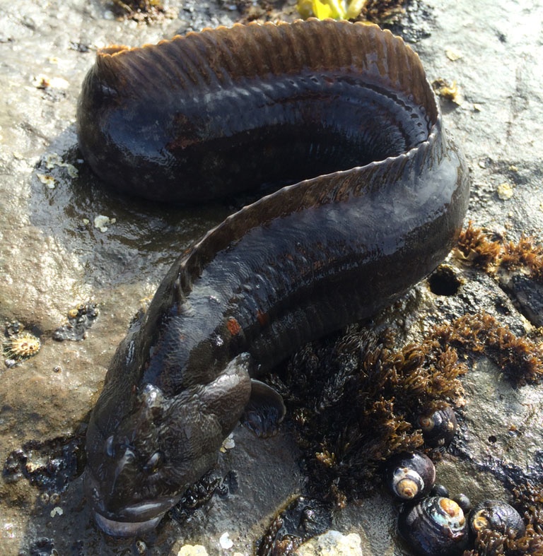 Cá mặt khỉ - Cebidichthys violaceus